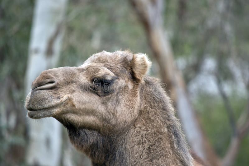 615 Side View Camel Photos - Free & Royalty-Free Stock Photos from ...