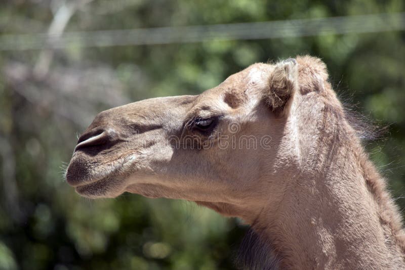 This is a Side View of a Camel Stock Photo - Image of close, water ...