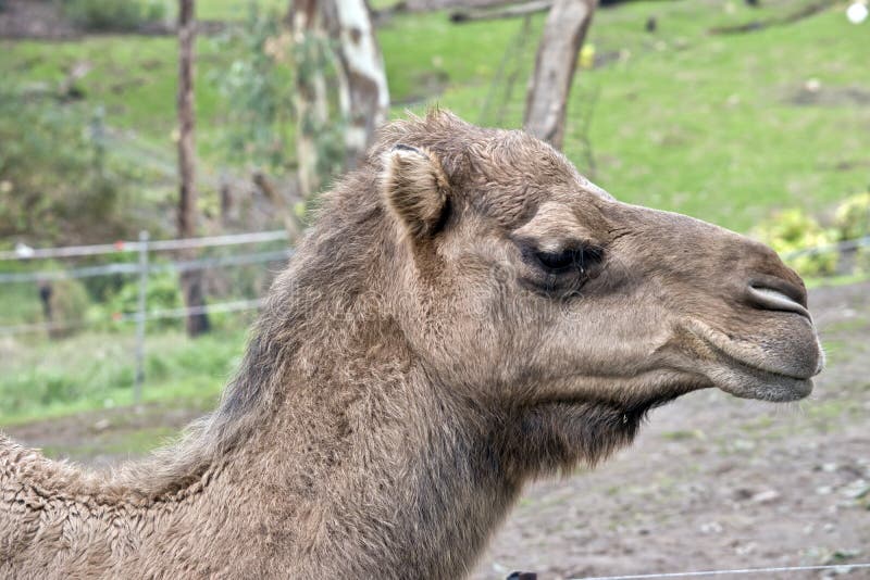 Side View Camel Stock Photos - Download 322 Royalty Free Photos