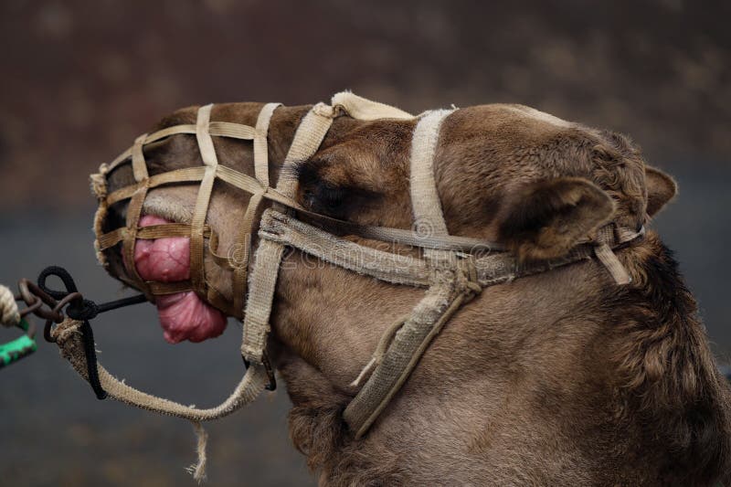 Camel with Muzzle in Desert Stock Image - Image of safari, environment ...