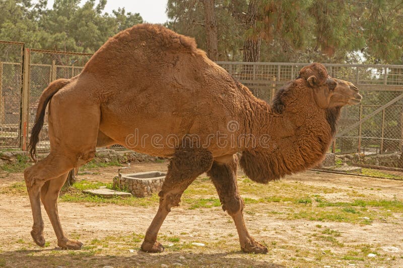Close-up of a Camel at the Zoo Stock Photo - Image of nature, camels ...