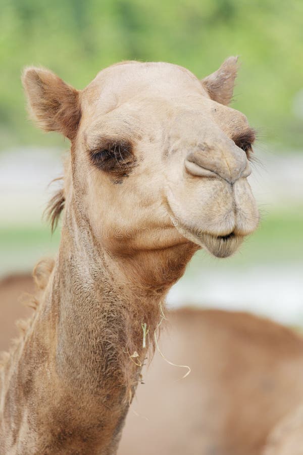 Close up camel in a zoo stock image. Image of nature - 60627447