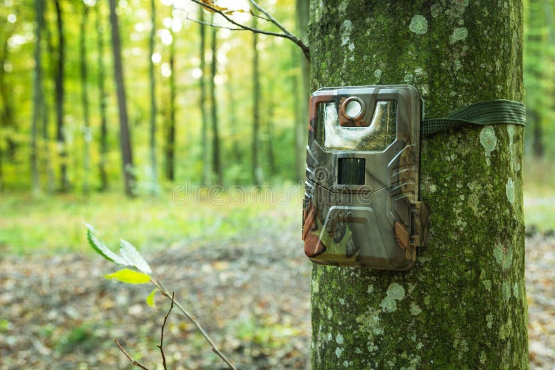 Close-up of a Camera Trap Hanging on a Tree Trunk Stock Image - Image ...