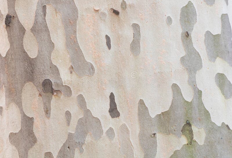 A Close-up of the Camouflage Pattern on an Maple Tree Trunk, Showcasing ...