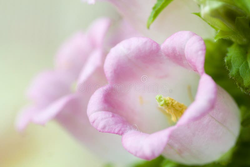 Close Up of Campanula Medium in Light Pink Stock Photo - Image of ...