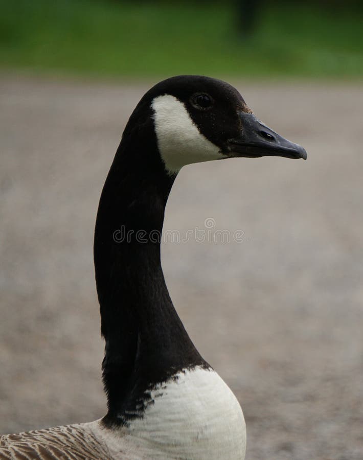 Close up of a canada goose stock photo. Image of close - 317082762