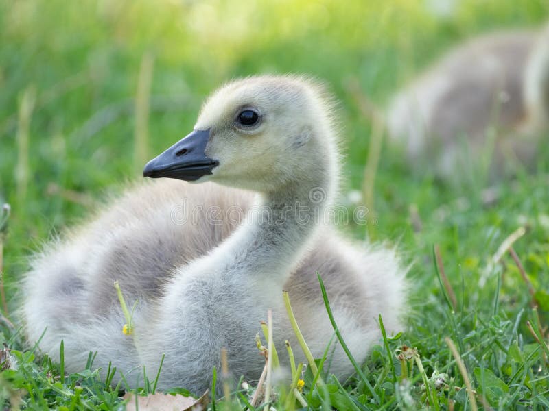 Close Up of a Canada Goose Gosling Resting in Grass Stock Image - Image ...