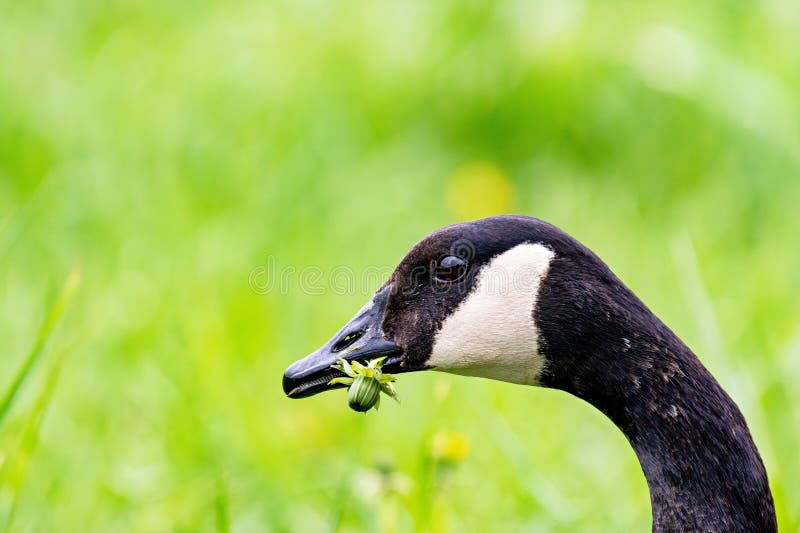 Close-up of a Canada Goose with Green Background. Stock Photo - Image ...