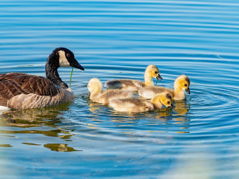 Close Up of Canada Goose and Its Child Stock Image - Image of waterfowl ...