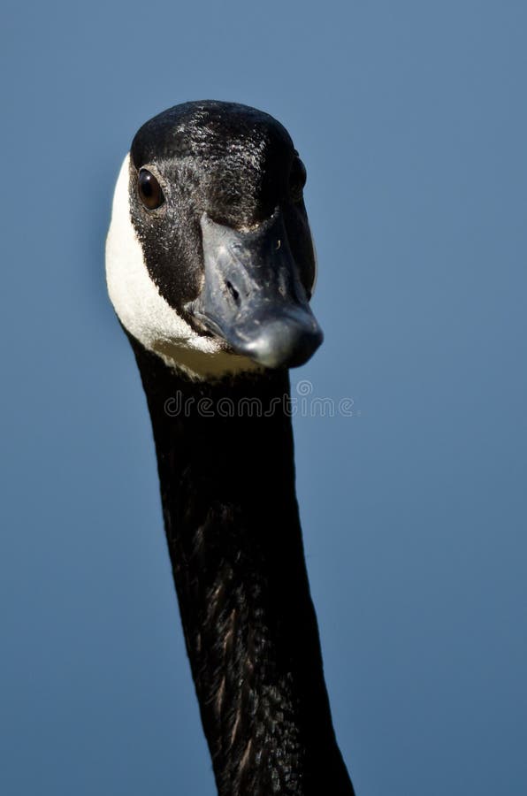 Close Up of Canada Goose Making Eye Contact Stock Photo - Image of ...