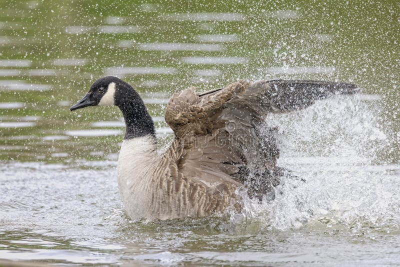 Close Up of Canada Goose Splashing Water with Flapping Wings on Lake ...