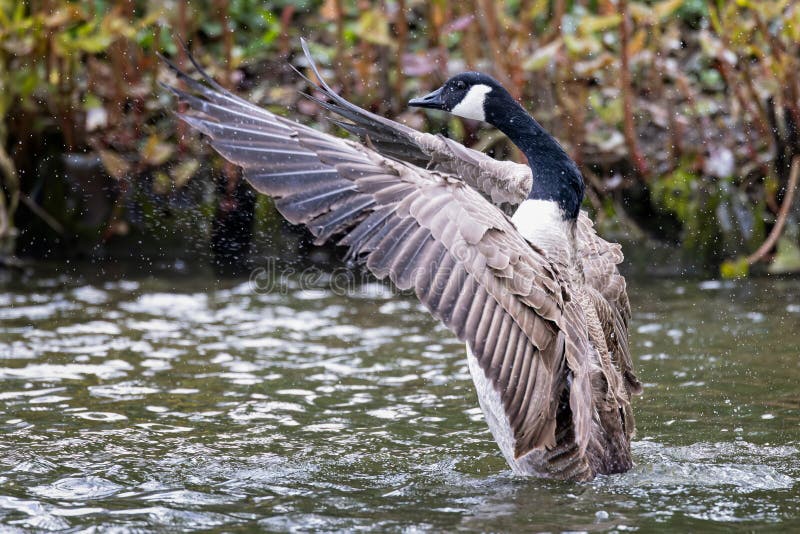 Close Up of Canada Goose with Wings Fully Extended Forward, Reared Up ...