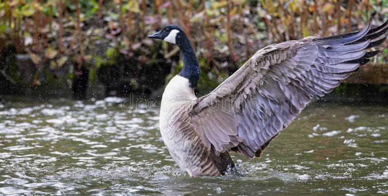 Close Up of Canada Goose with Wings Fully Extended Forward, Reared Up ...