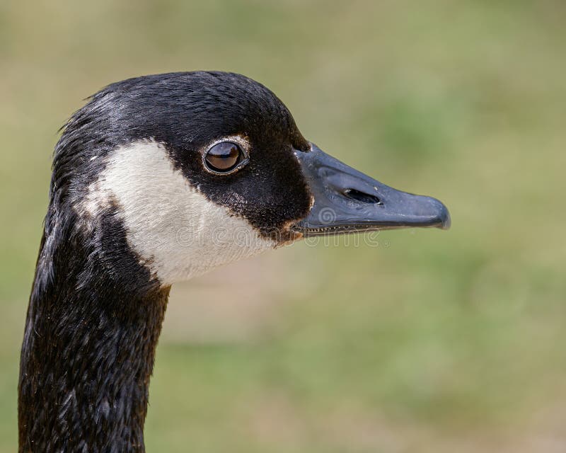 Close Up of a Canadian Goos in Spring with Eye Reflection Stock Photo ...