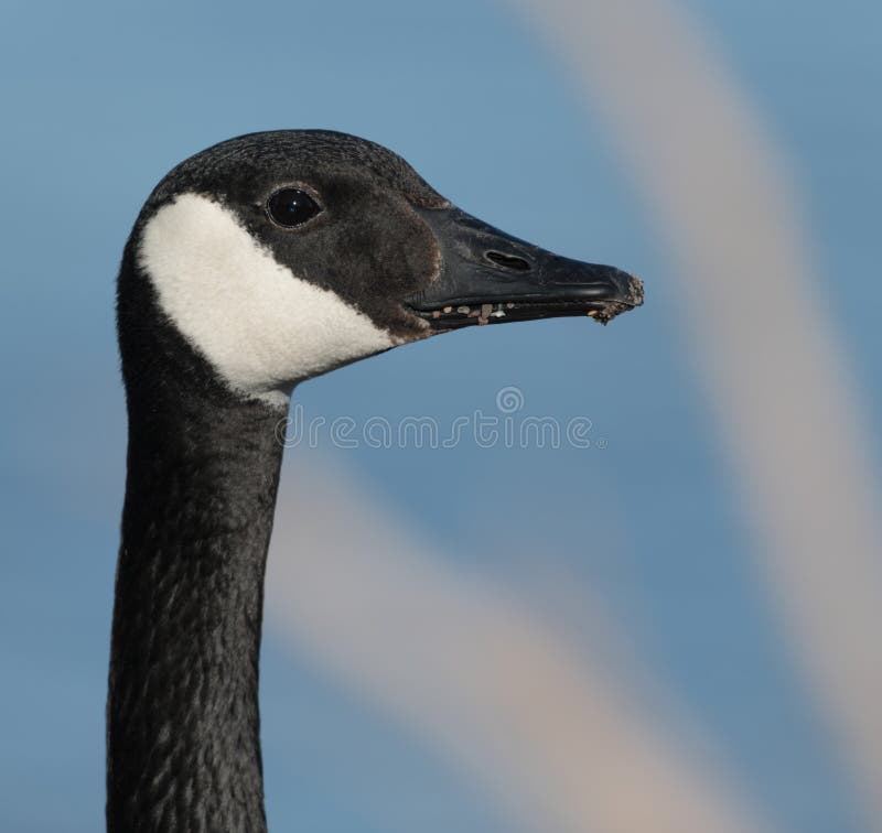 Close Up of a Canadian Goose, Copy Space, Face Stock Image - Image of ...