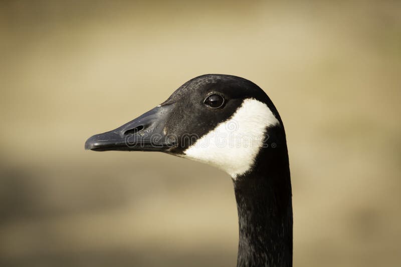 A Close Up of a Canadian Goose Face Stock Photo - Image of black ...