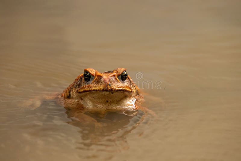 Close-up of a Cane Toad Standing in Shallow Water, Looking Directly ...