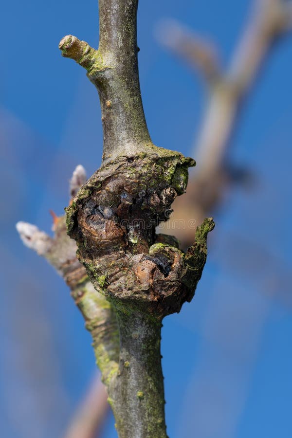Apple Tree Disease Stock Photos - Download 753 Royalty Free Photos