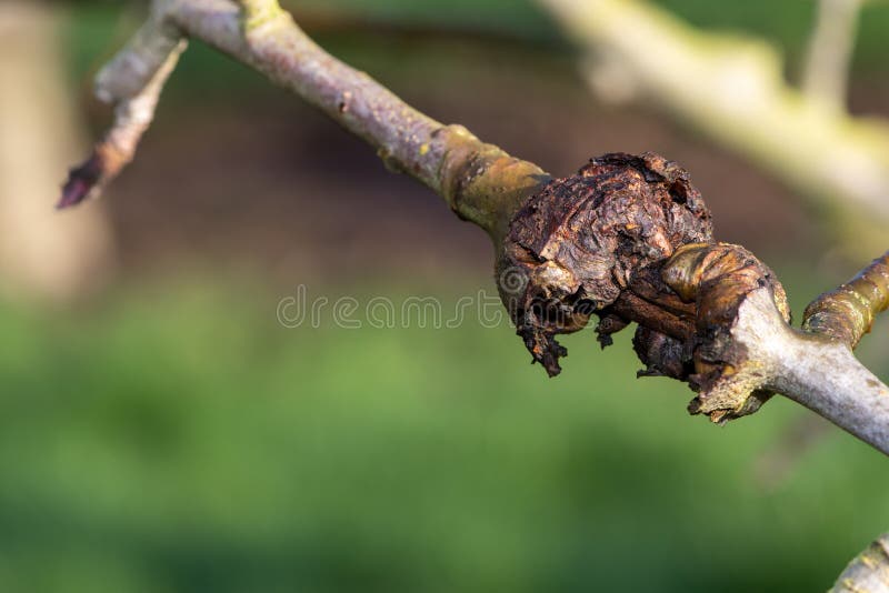 Canker on an apple tree stock image. Image of neonectria - 170016971