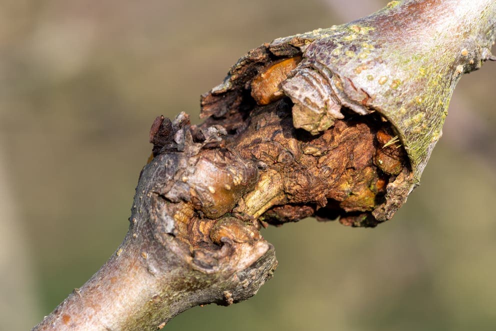 Canker on an apple tree stock image. Image of outdoors - 170017031