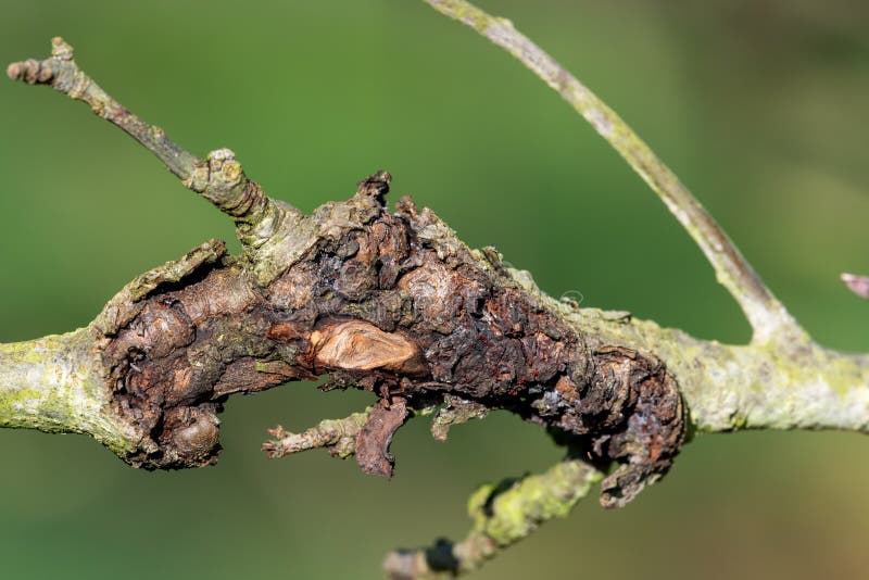 Canker on an apple tree stock photo. Image of colour - 170017604