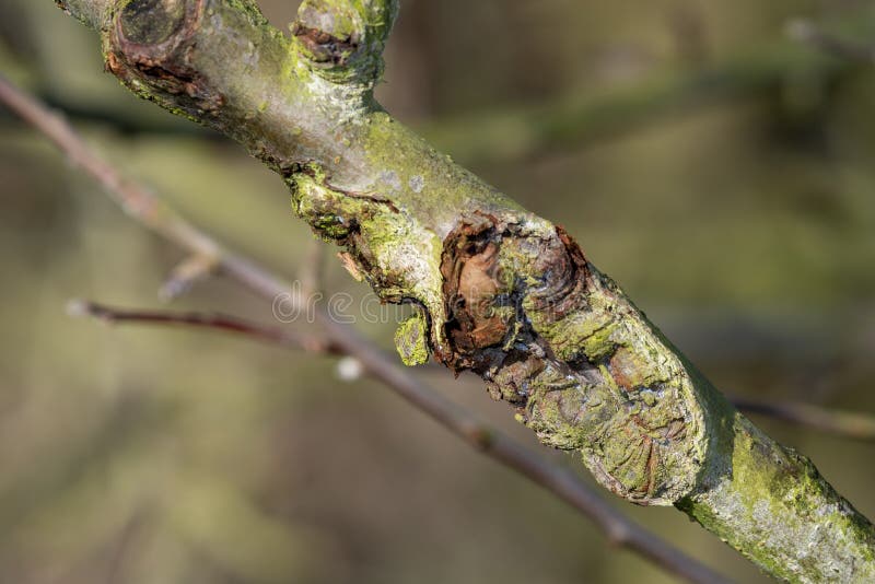 Canker on an apple tree stock photo. Image of outdoors - 170229762