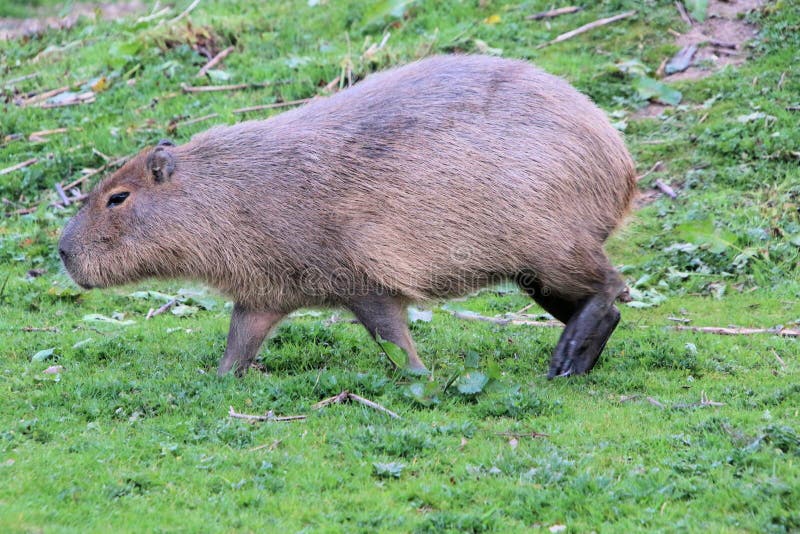 A close up of a Capabara stock photo. Image of prowl - 244573520