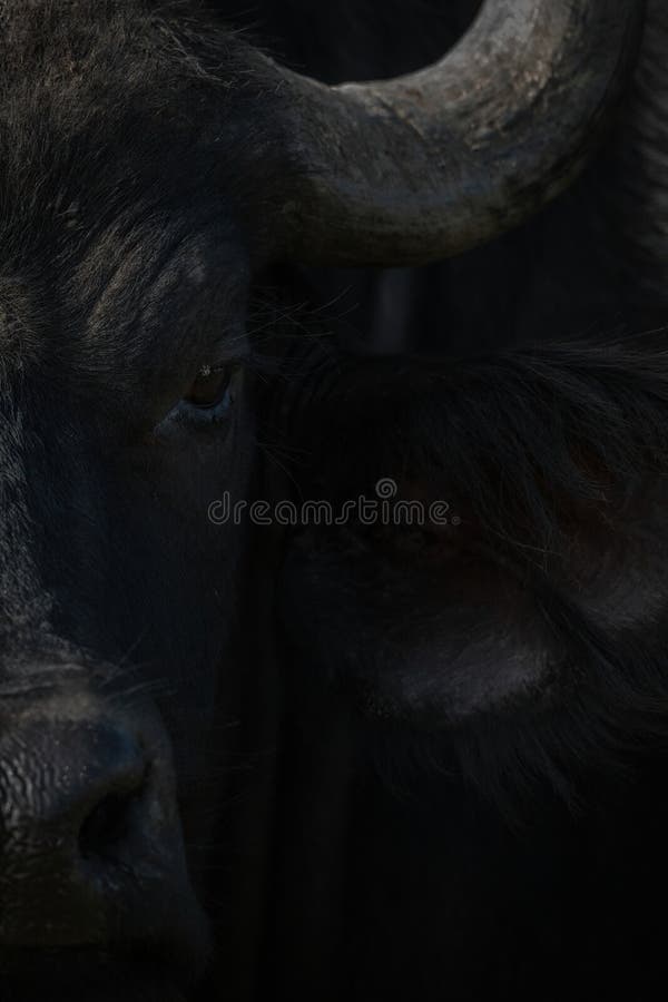 Close-up of Cape Buffalo Head in Shadow Stock Photo - Image of portrait ...