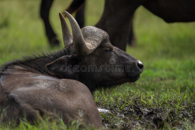 Close-up of Cape Buffalo Lying in Mud Stock Photo - Image of drive ...