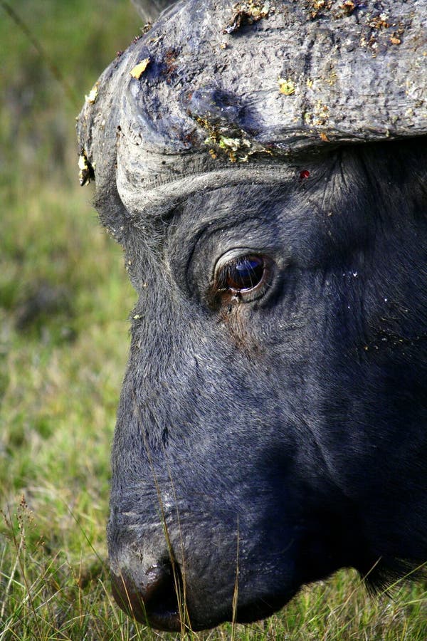 A Close Up of a Cape Buffalo S Face Stock Image - Image of bull, big5 ...
