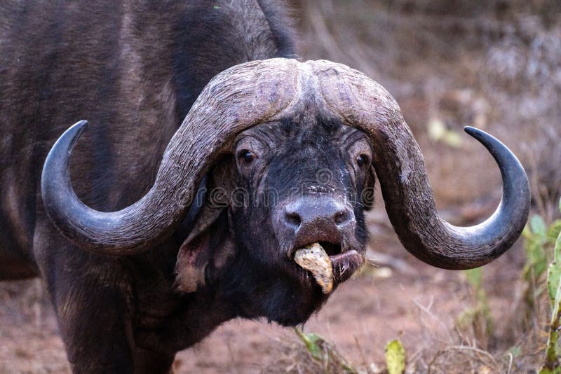 Close-up of Cape Buffalo Standing Eating Cactus Stock Photo - Image of ...