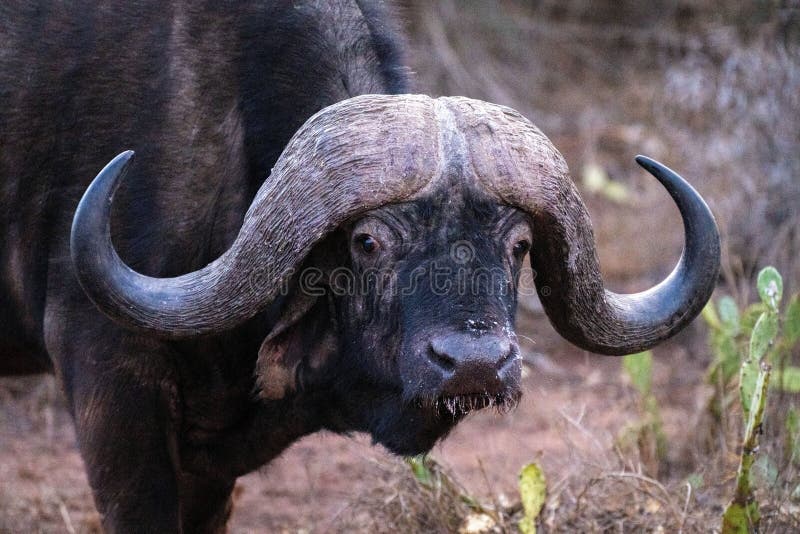 Close-up of Cape Buffalo Standing Lowering Head Stock Photo - Image of ...
