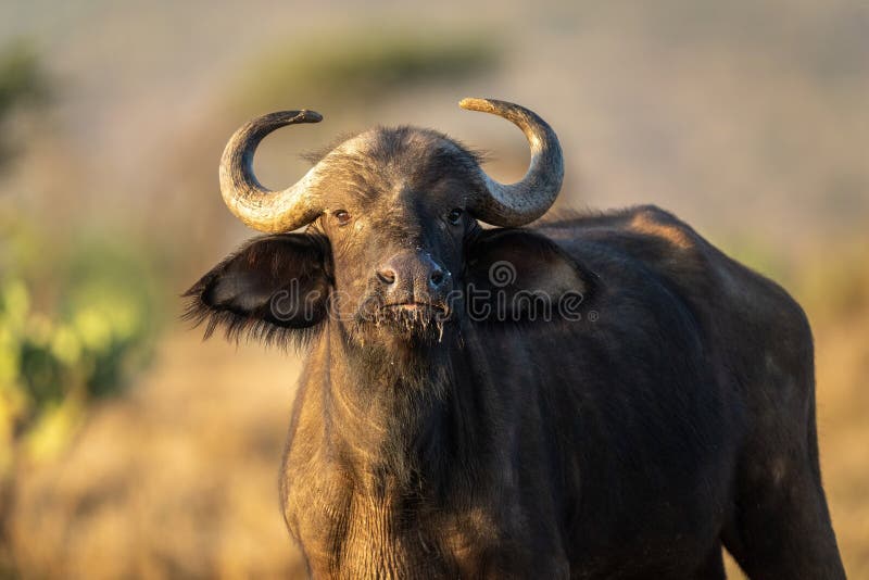 Close-up of Cape Buffalo Standing on Savannah Stock Image - Image of ...