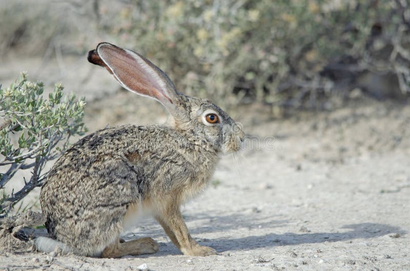442 African Hare Stock Photos - Free & Royalty-Free Stock Photos from ...