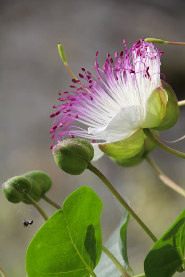 Caper Flower - Capparis Spinosa and Buds Stock Image - Image of italian ...