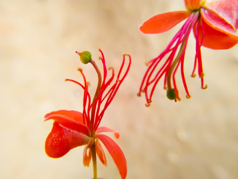 Close Up of Capparis Decidua Stock Image - Image of produce ...