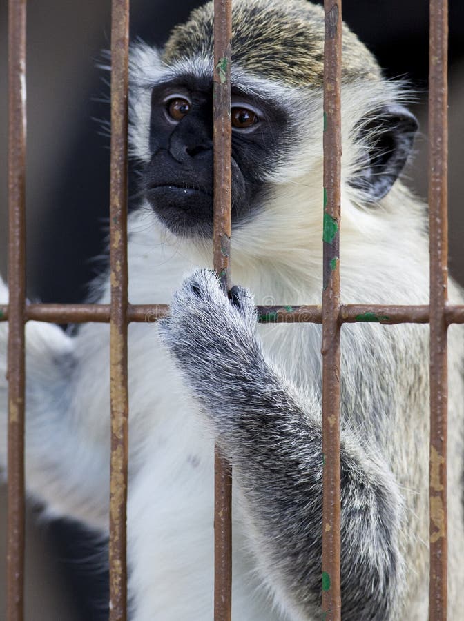 Captive Monkey stock photo. Image of jail, away, monkey - 29709436