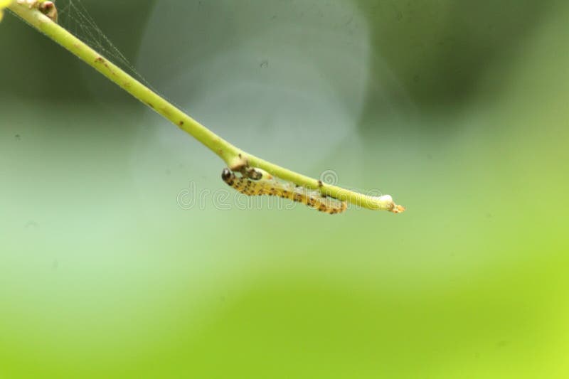 A Close Up Capture of Small Caterpillar Stock Photo - Image of pest ...