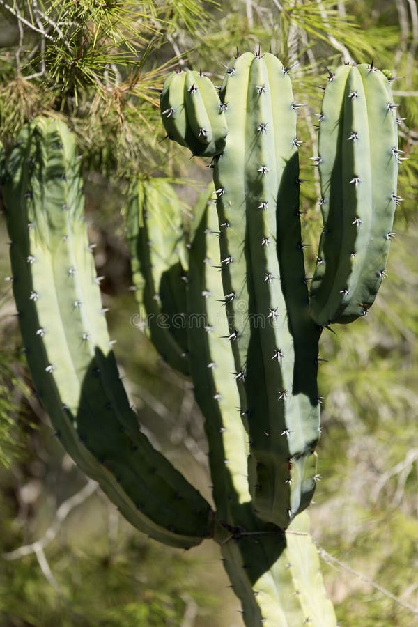 Close-up of a Captus in the Garden Stock Image - Image of color, growth ...