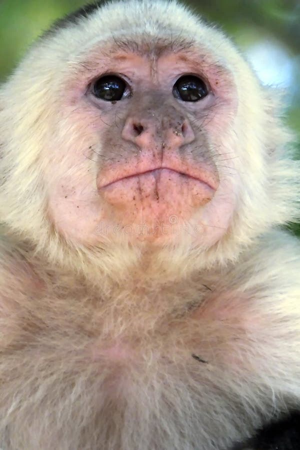 Capuchin monkey stock image. Image of animal, face, head - 303506195