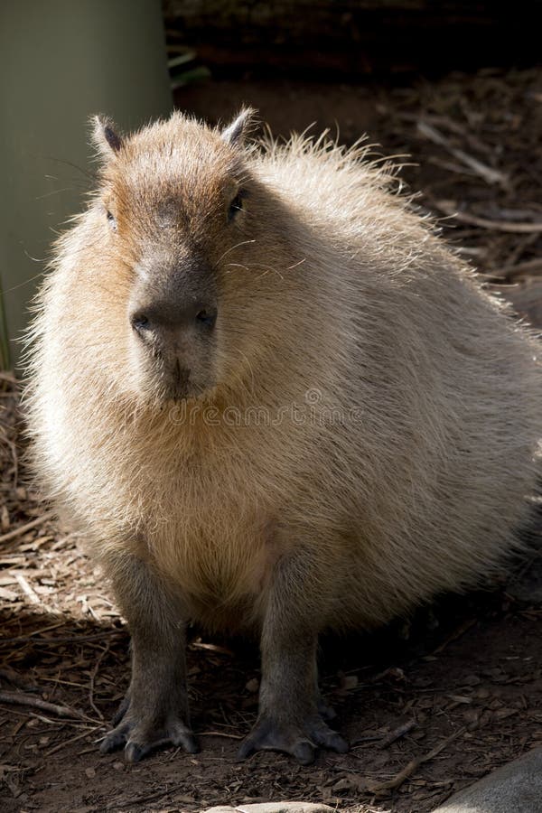Capybara stock photo. Image of view, america, south - 101308898