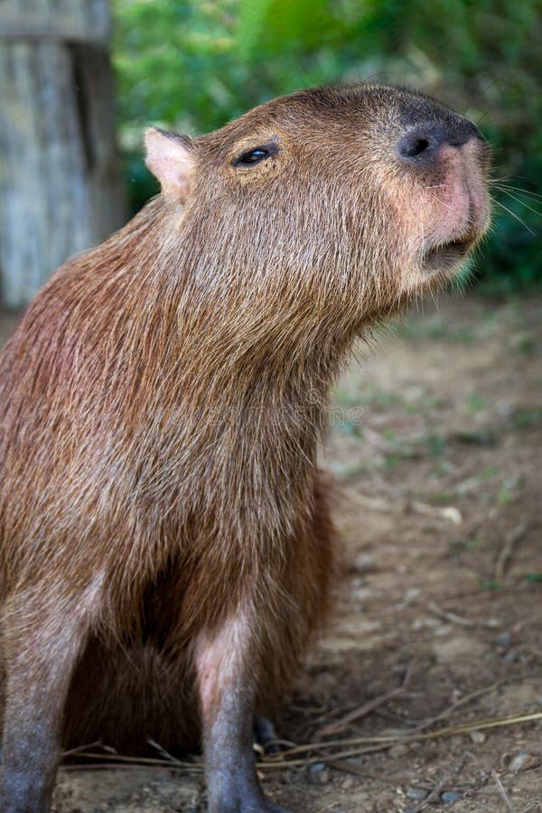 Close up of a capybara stock image. Image of capybara - 189043299