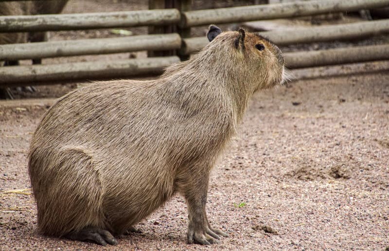 Close Up of a Capybara on Field Stock Image - Image of outdoors, front: 281044823