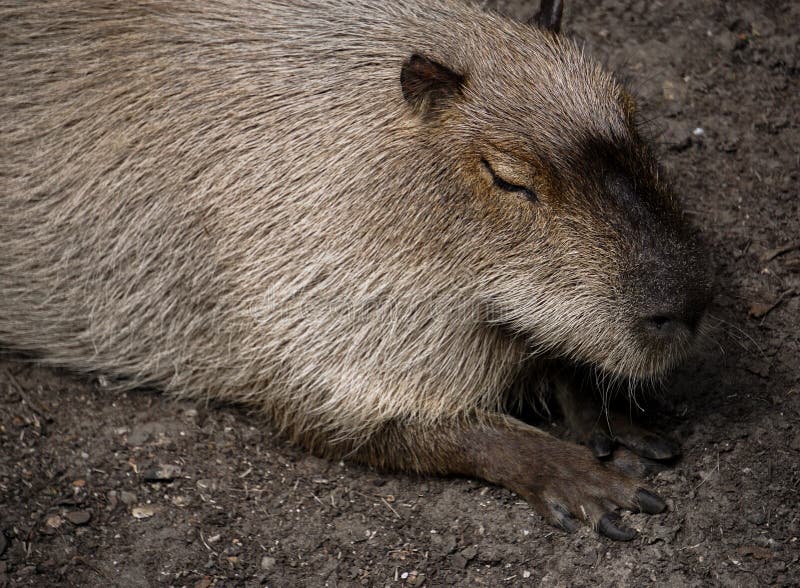 Close-up of a Capybara on Field Stock Image - Image of dirt, portrait ...
