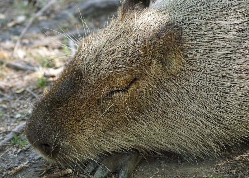 Close-up of a Capybara in Water, Pantanal Wetlands, Mato Grosso, Brazil ...
