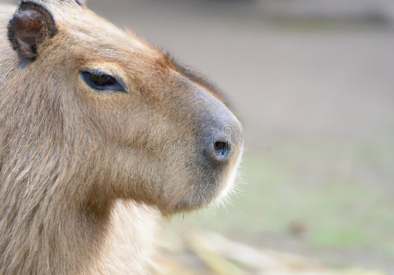 Close Up of Capybara Over Grass Created Using Generative Ai Technology ...