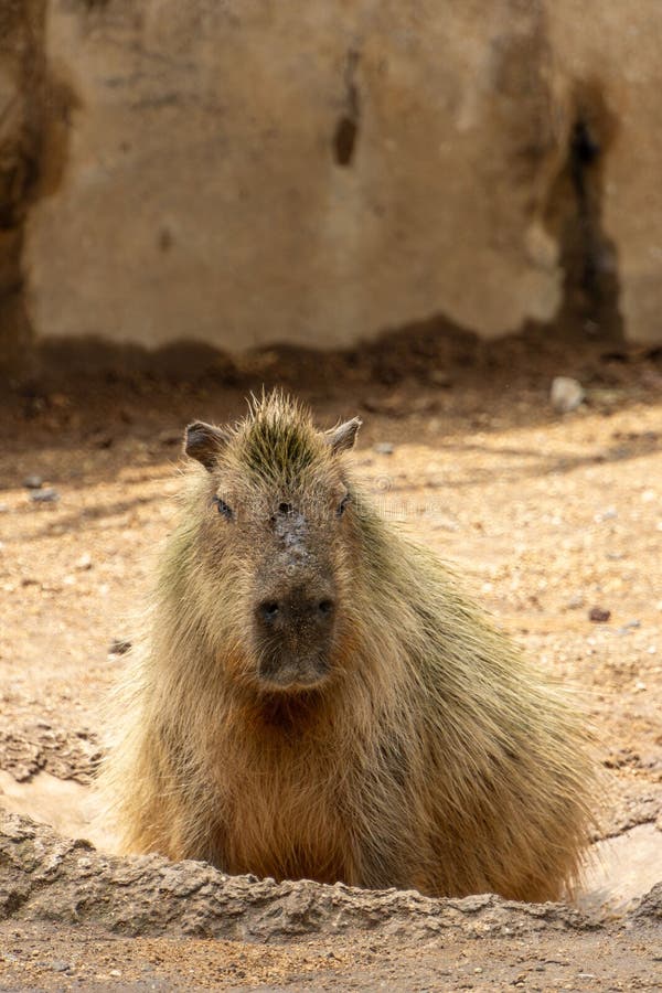 471 Capybara Sitting Stock Photos - Free & Royalty-Free Stock Photos ...