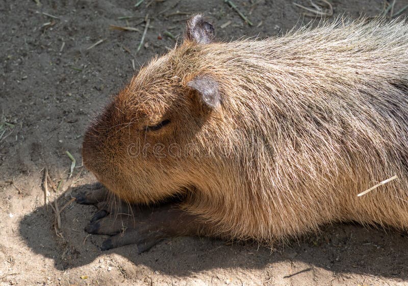 Capybara Lie Down Isolated on Dark Gray Background, Clipping Pat Stock ...