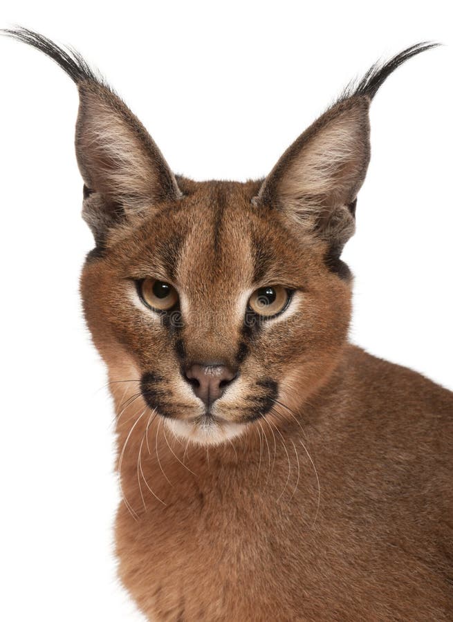Caracal Face