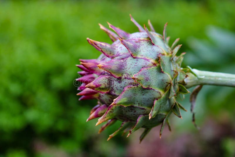 Cardoon flower stock image. Image of inflorescence, floret - 244511825